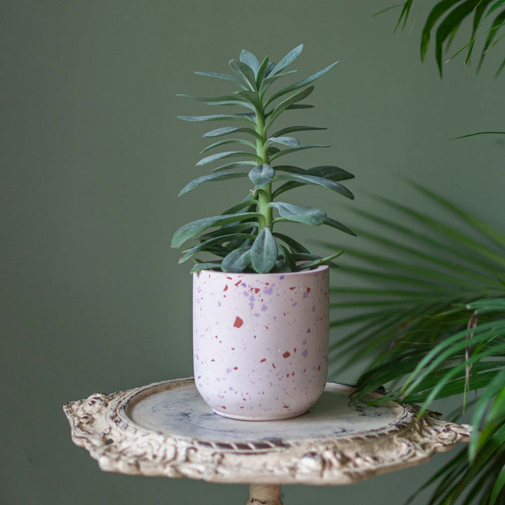 Beruru - Outdoor Lifestyle Brand, for Homes and Gardens, India