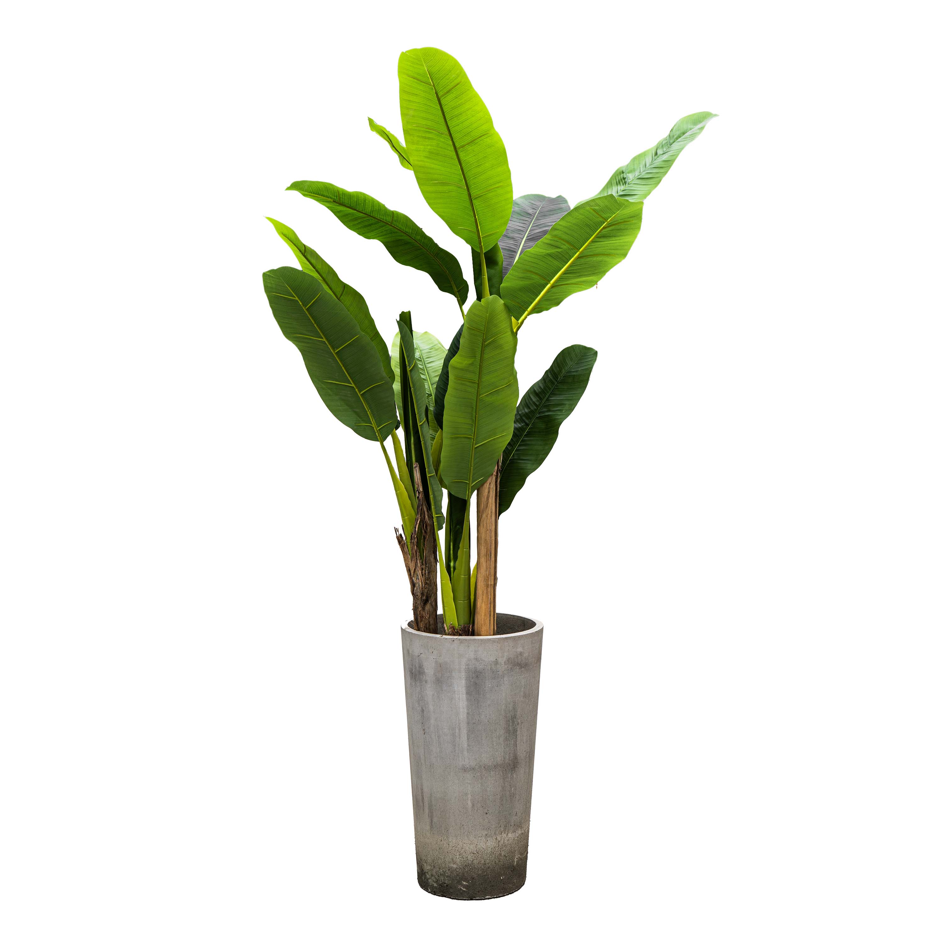 Buy Faux Plants | Faux Dark Green Veined Plantain Tree - 6ft (Set of 3 ...