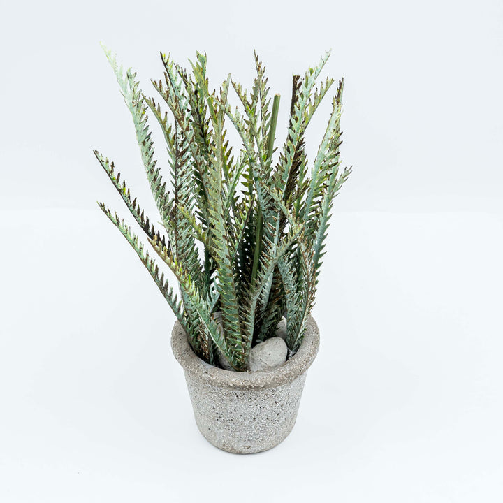 Beruru - Outdoor Lifestyle Brand, for Homes and Gardens, India