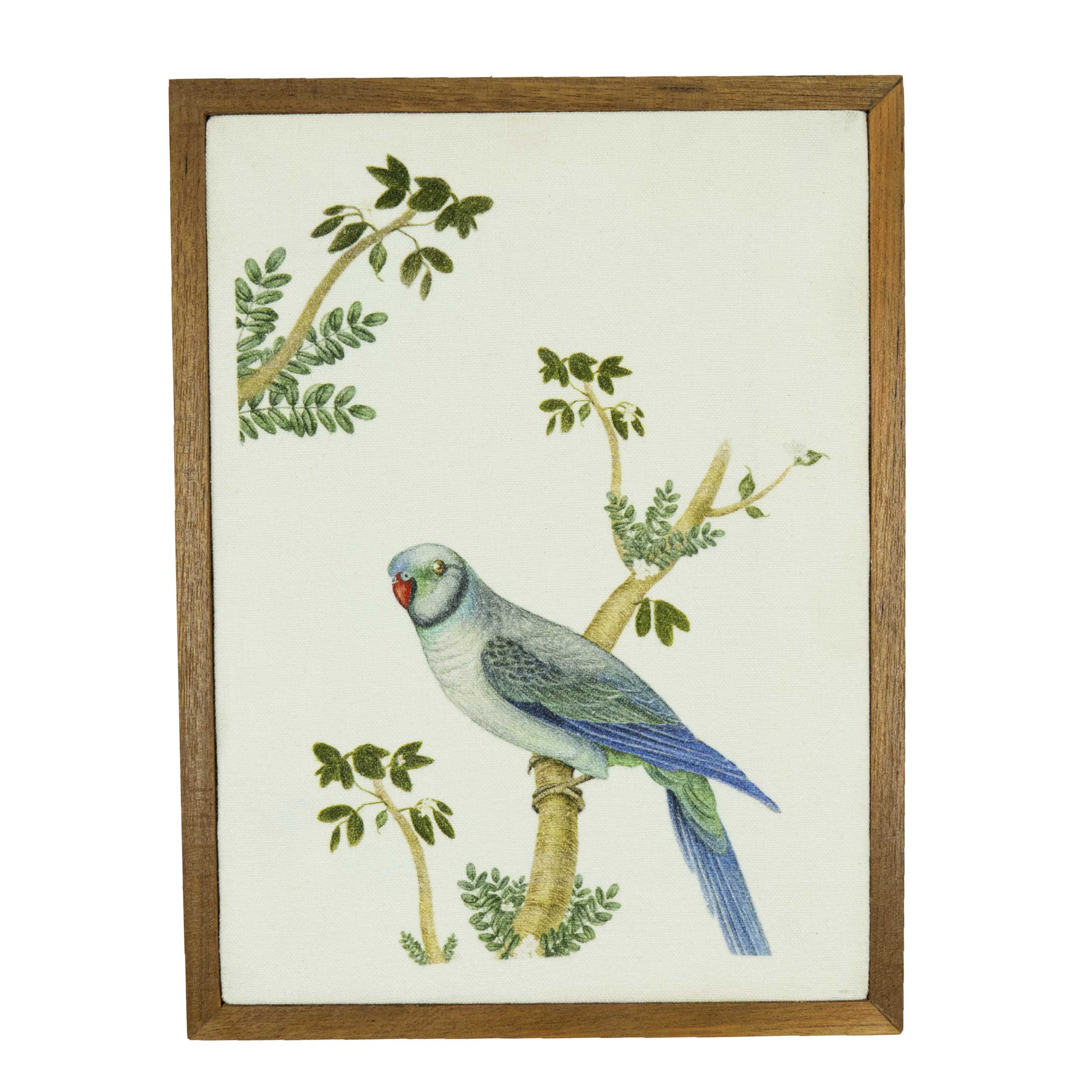 Buy Frames |Birds of India Parakeet |Shop at Beruru