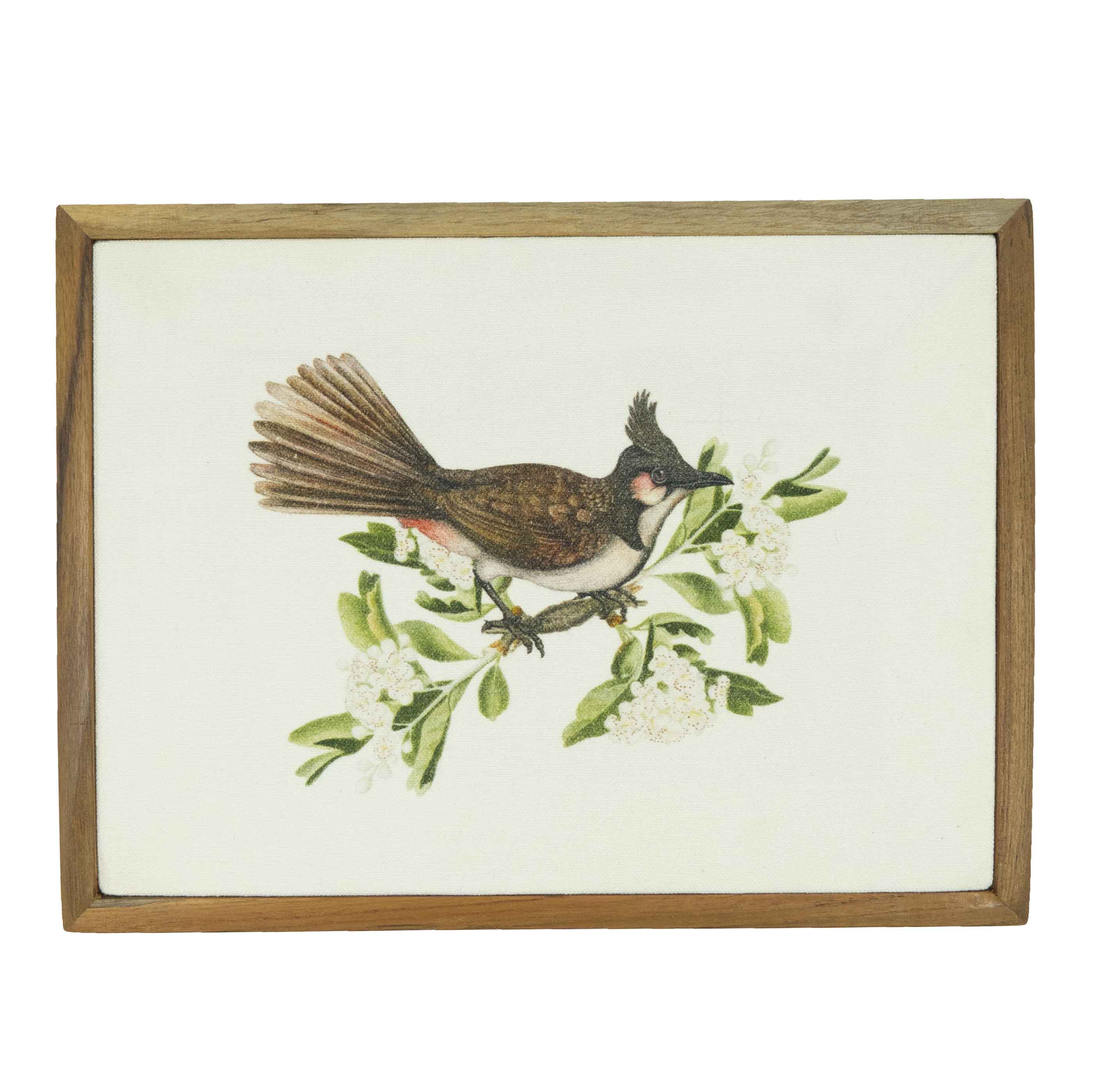 Birds of India Bulbul – Beruru