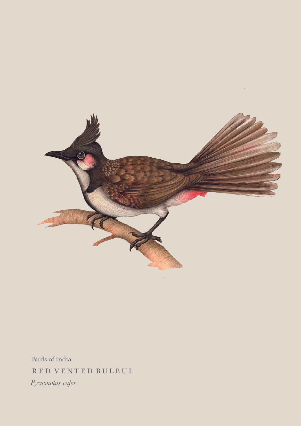 Buy Wall Decor |Red- vented Bulbul Wall Poster |Shop at Beruru